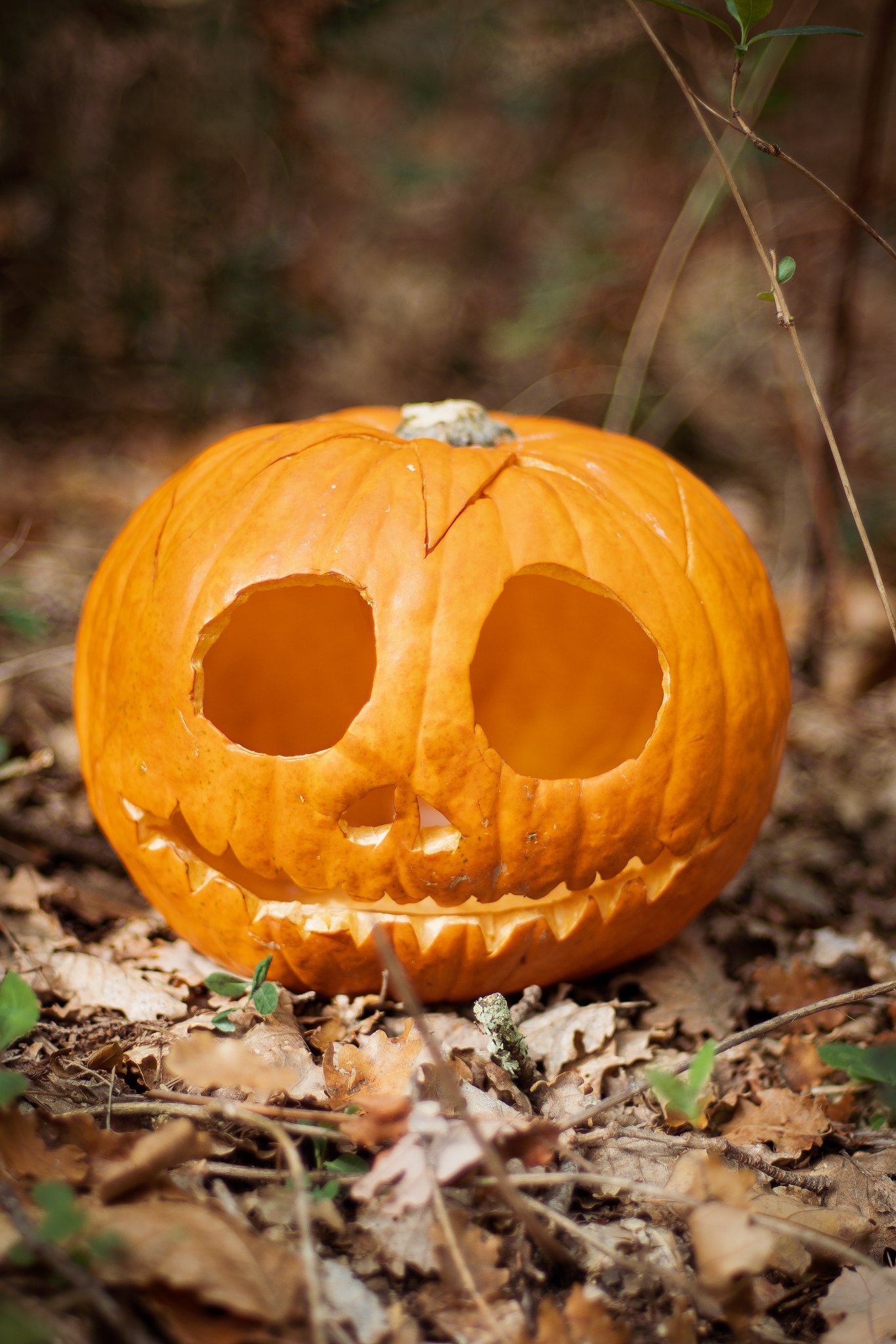 How to reduce pumpkin waste - scraps & coffee grounds